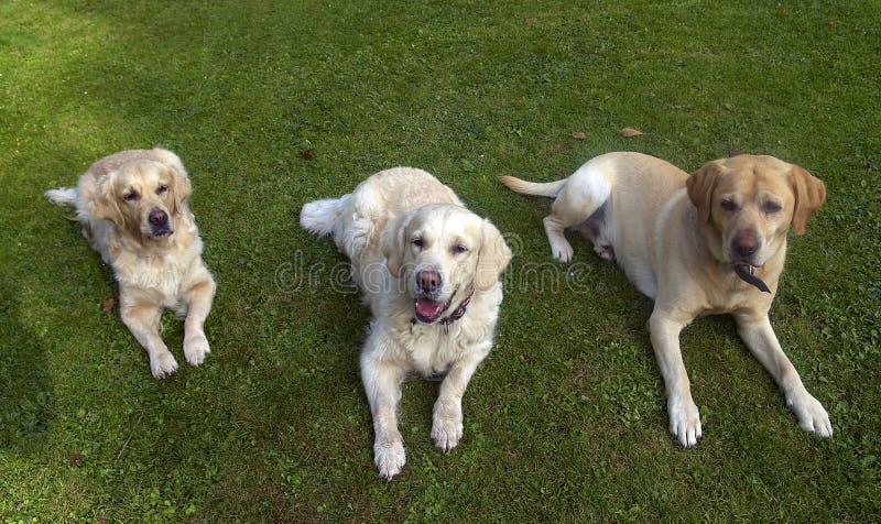 Three dogs stock photo. Image of labrador, detail, eyes - 6639568