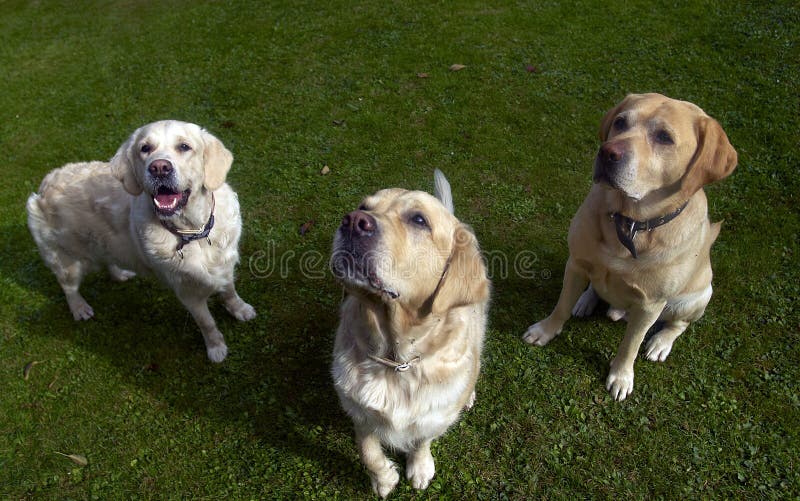 Three dogs stock photo. Image of retriever, animal, face - 6639668