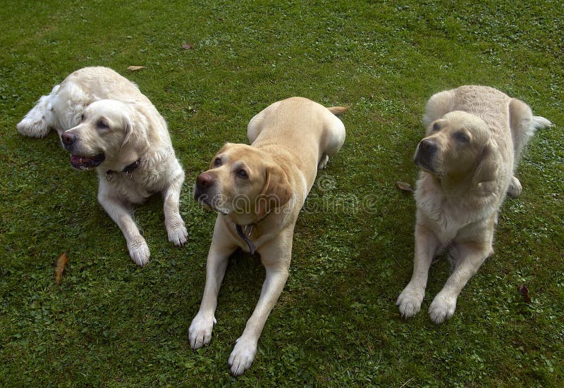 Three Dogs Picture. Image: 6639756