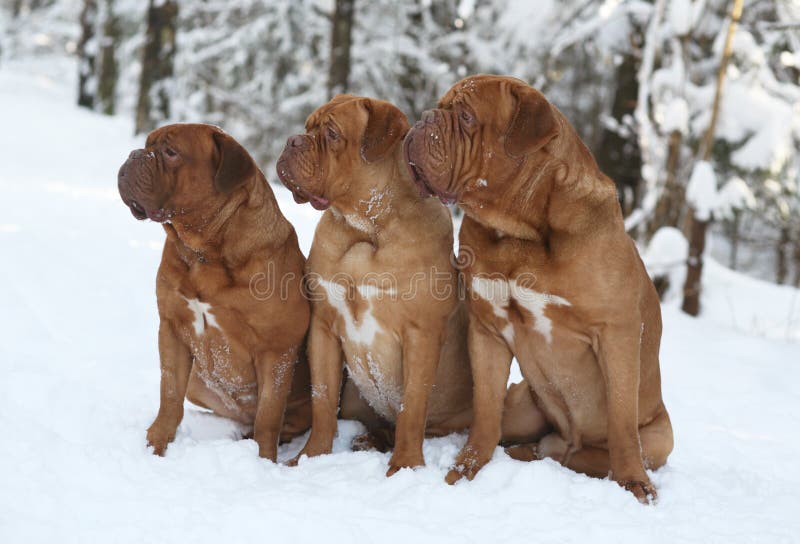 Three dogs. stock image. Image of snow, mastiff, three - 8090519