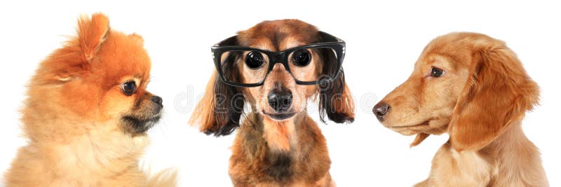 Three dogs together. stock image. Image of seated, fluffy - 49997175