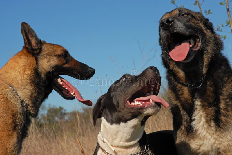 Three dogs running stock image. Image of summer, dogs - 5477151