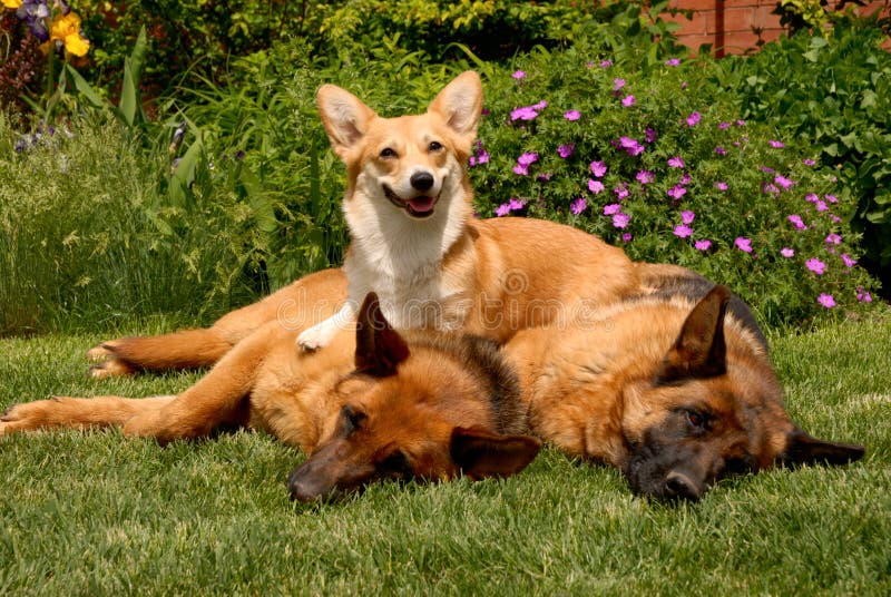 Three dogs stock photo. Image of obedient, fluffy, pembroke - 9523540