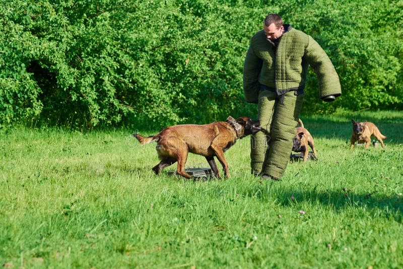 Three Dogs are Attacking the Figurant. Stock Image - Image of charge ...