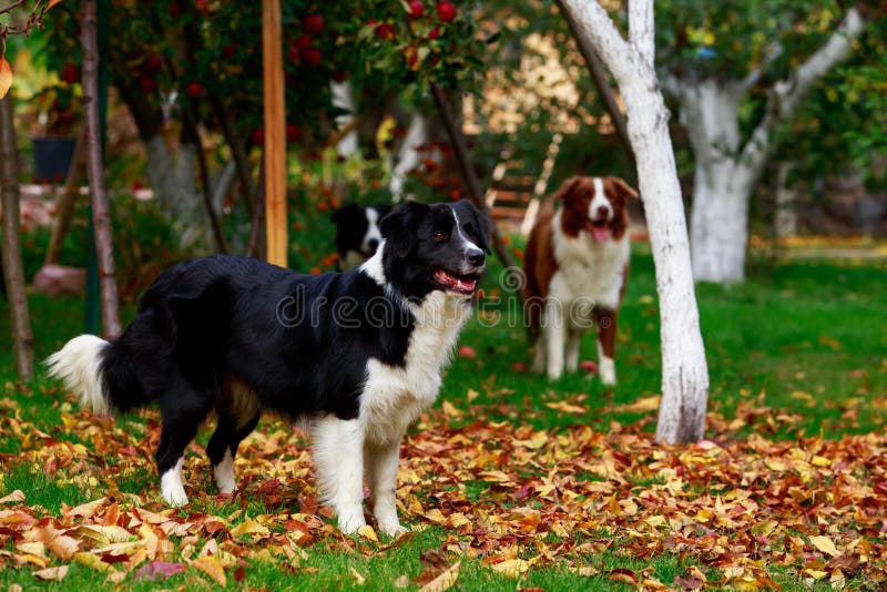 Three dogs Border Collie stock photo. Image of animal - 142706292