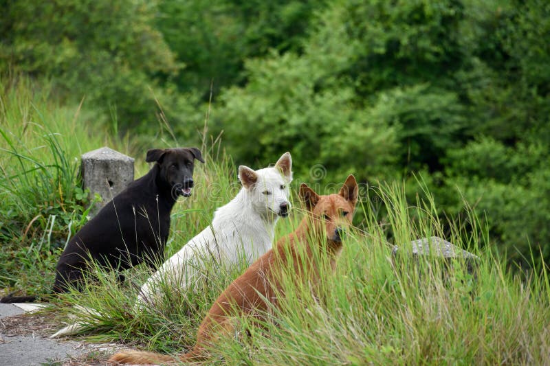 Three Dogs Brown with Black and White Looking at the Camera and Sitting ...