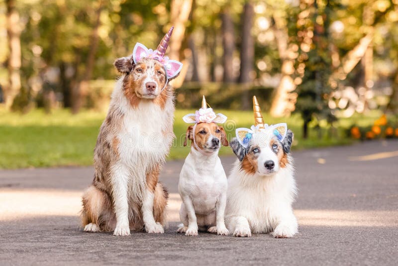 Three Dogs Dressed in Unicorn Hoops Sit in the Park Stock Image - Image ...