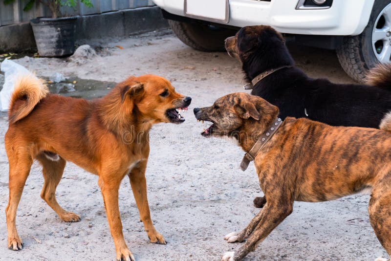Three dogs are fighting stock photo. Image of domestic - 139471980