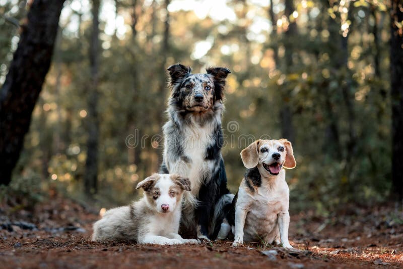 Three Dogs in a Forest Setting during Autumn. Stock Image - Image of ...