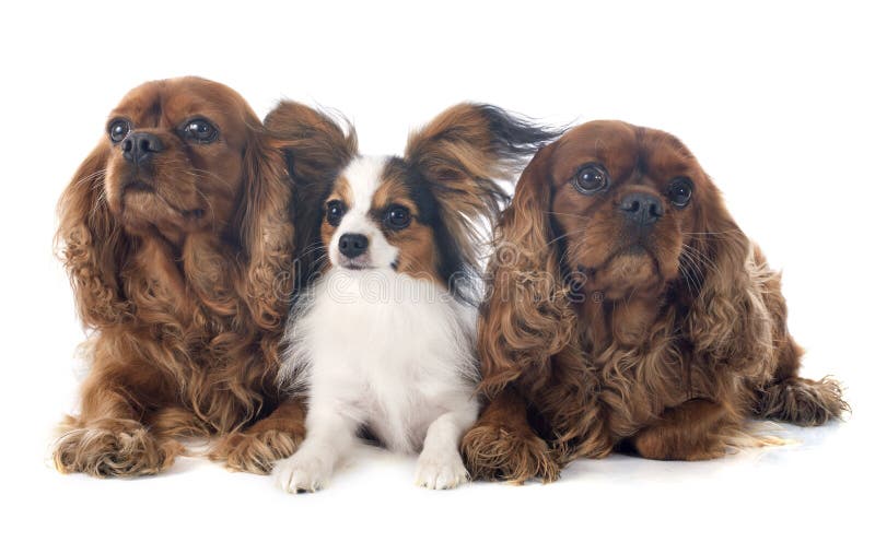 Three dogs stock image. Image of guard, bernese, young - 26270595