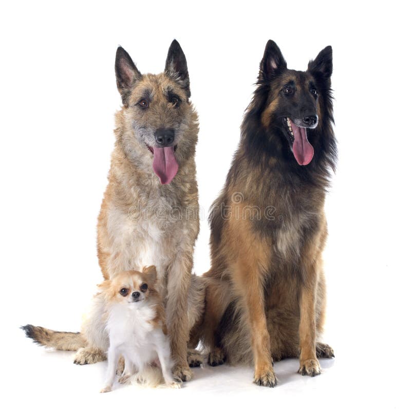 Three dogs stock image. Image of companion, cloud, together - 13635259
