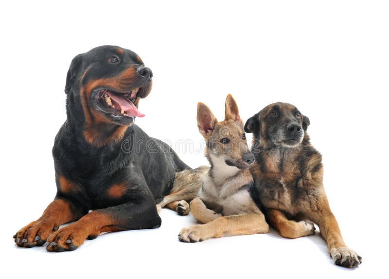Three Guard Dogs and Pinsher Stock Photo - Image of adult, canine: 12032760