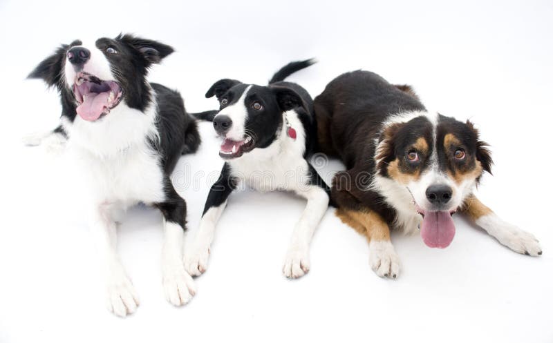 Three dogs stock image. Image of pets, closeup, companions - 11309619