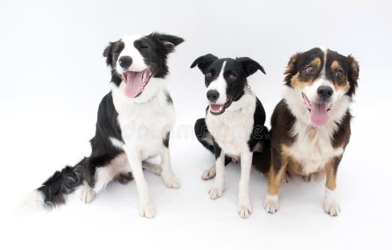 Three dogs running stock image. Image of summer, dogs - 5477151