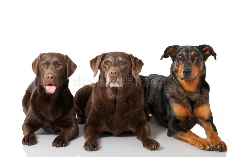 Three dogs stock photo. Image of beauceron, dogs, french - 40170848
