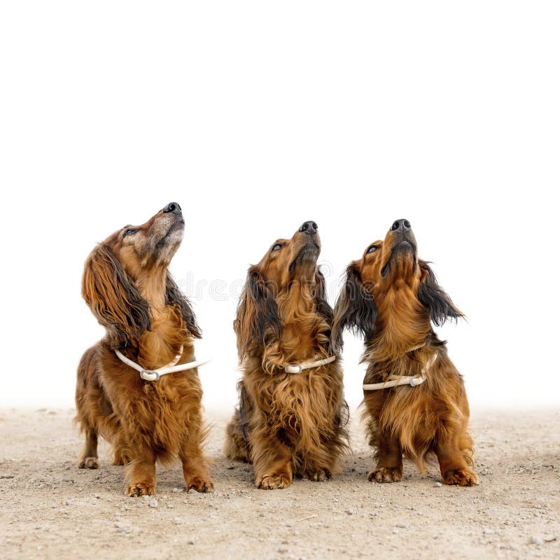 Three dogs stock image. Image of looking, dachshund, dogs - 39451017
