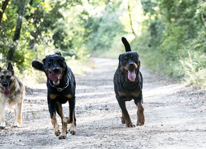 Three dogs in nature stock image. Image of male, movement - 257371331