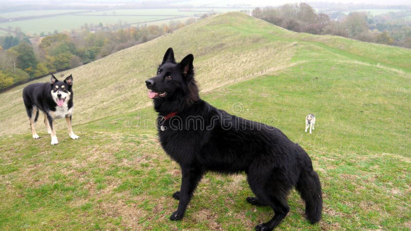Three Dogs Out in the Countryside of England Stock Photo - Image of ...