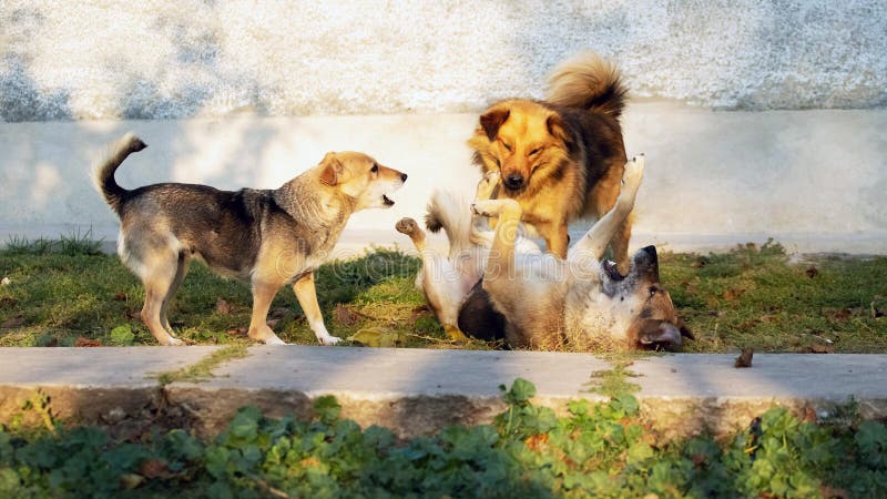 Three Dogs Play in the Garden on the Grass in Sunny Weather Stock Image ...