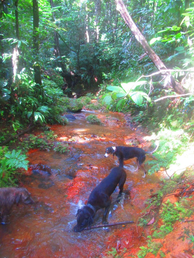 Three Dogs Play in a Small River Stock Photo - Image of lush, paradise ...
