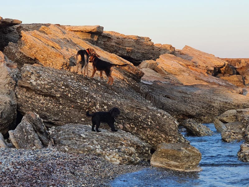 Three Dogs Playing at the Beach at Ormidia Larnaca District of Cyprus ...