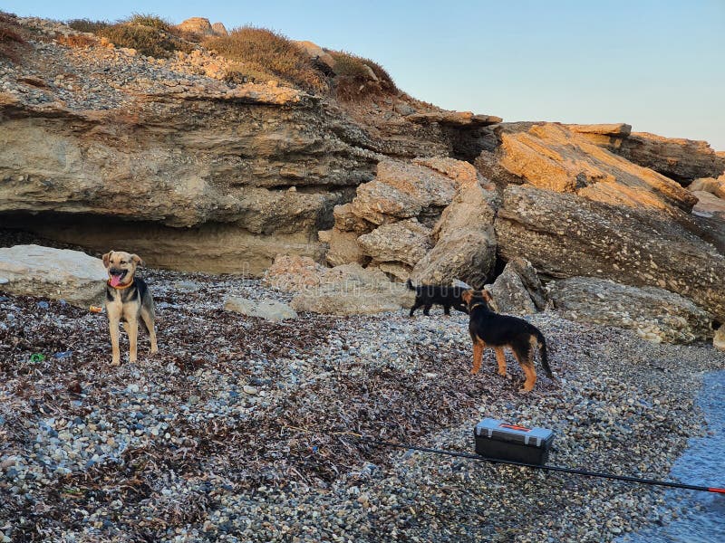 Three Dogs Playing at the Beach at Ormidia Larnaca District of Cyprus ...