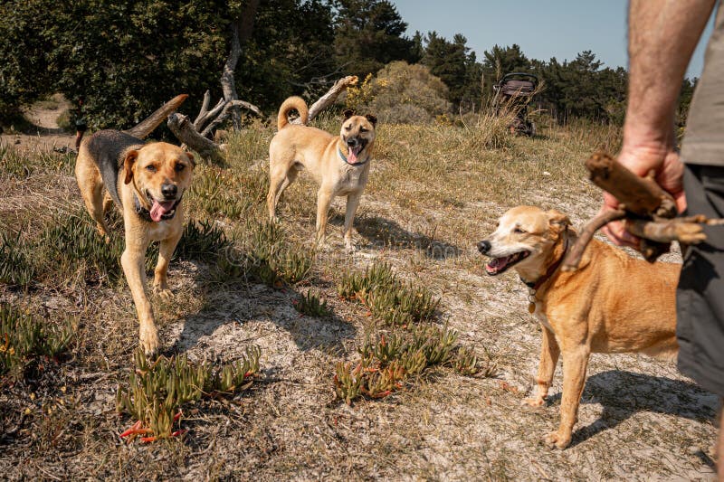 Three Dogs Playing Fetch with a Person in a Sunny Field Stock Image ...