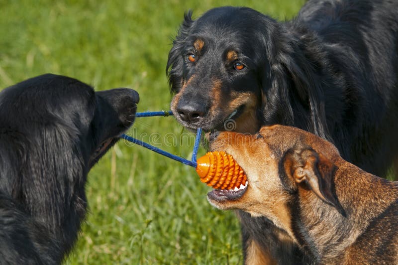 Dogs Playing with an Orange Ball Stock Image - Image of barking ...