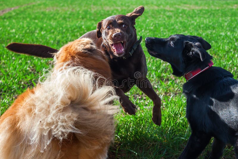 Three dogs playing outdoor stock image. Image of animal - 72128853