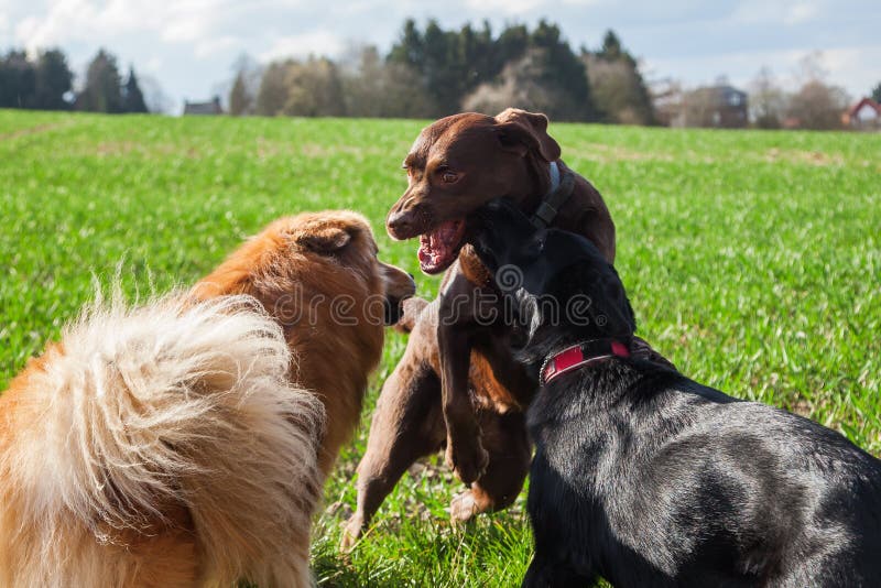 Three dogs playing outdoor stock image. Image of animal - 72128859