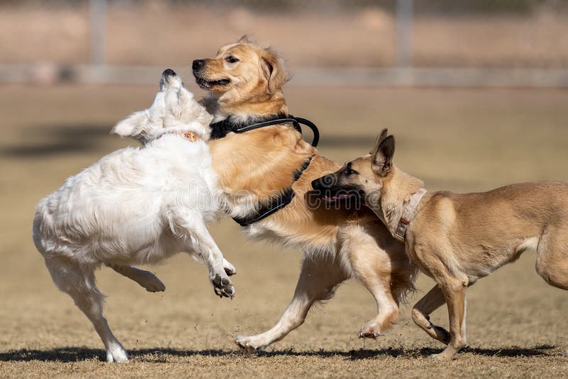 Three Dogs Playing at the Park Stock Image - Image of outside, purebred ...