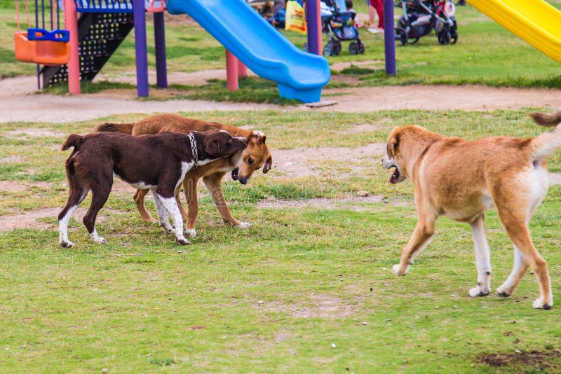 Three Dogs Playing Together Stock Image - Image of nose, looking: 57010239