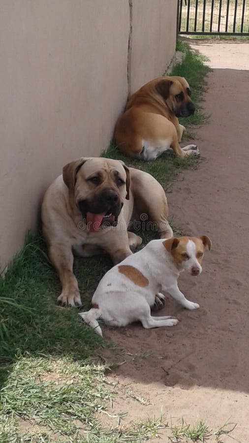 Three dogs stock image. Image of dogs, shade, care, animal - 107560943