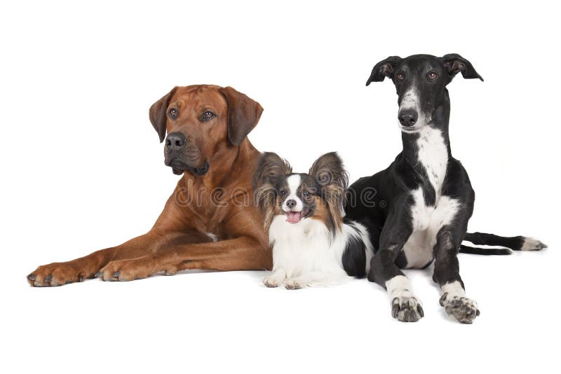 Group of five dogs stock image. Image of group, arrangement - 23180759
