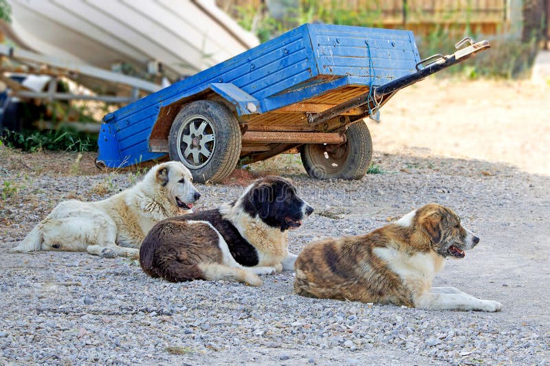 Three Dogs in a Row are Sitting and Guarding Stock Image - Image of ...