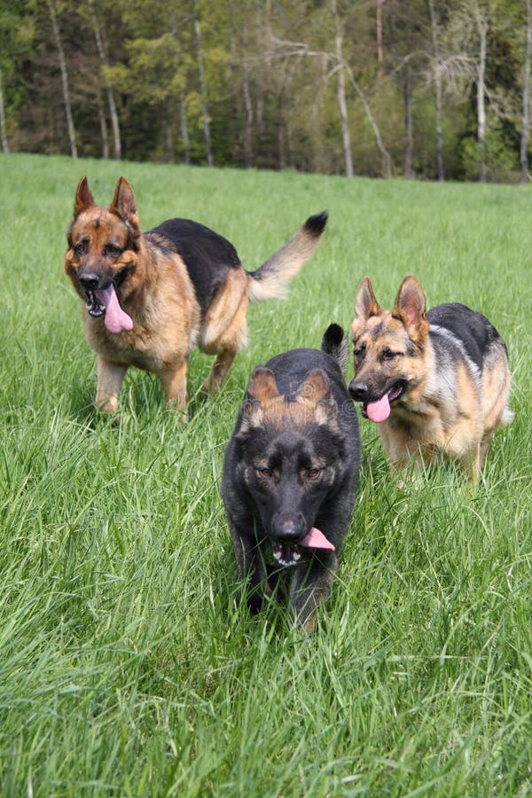 Three dogs running stock image. Image of summer, dogs - 5477151