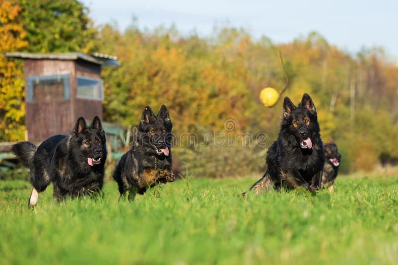 793 Three Dogs Running Stock Photos - Free & Royalty-Free Stock Photos ...
