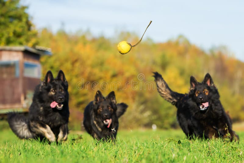793 Three Dogs Running Stock Photos - Free & Royalty-Free Stock Photos ...