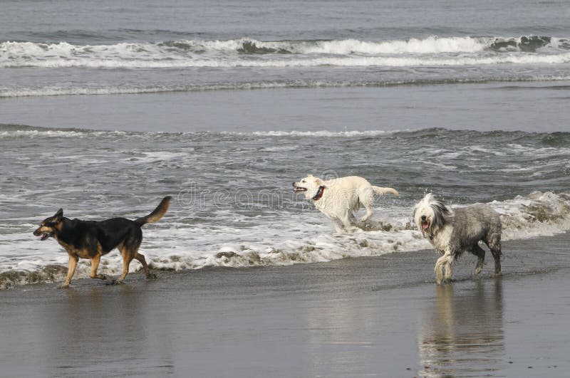 Three Dogs Running in the Water at the Beach Stock Photo - Image of ...