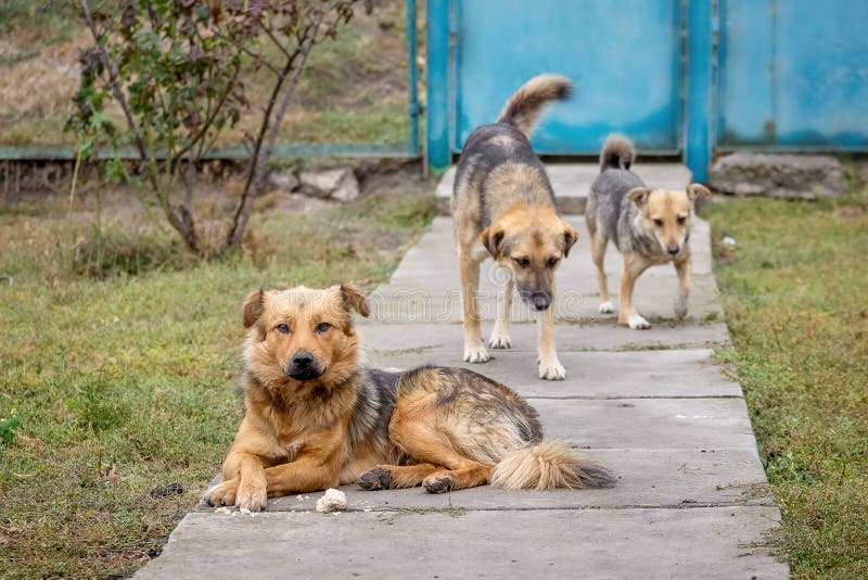 Three Dogs in a Rural Yard Guard the Area_ Stock Photo - Image of happy ...