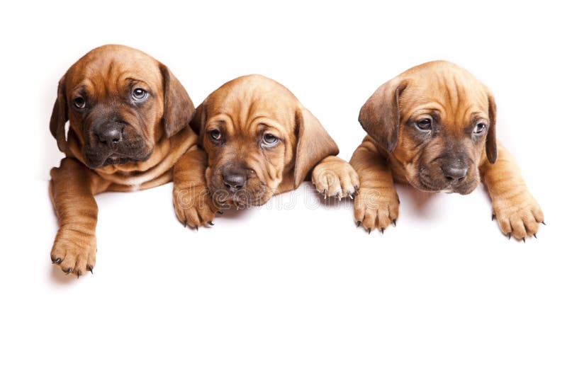 Three dogs send a message! stock image. Image of blank - 22123169