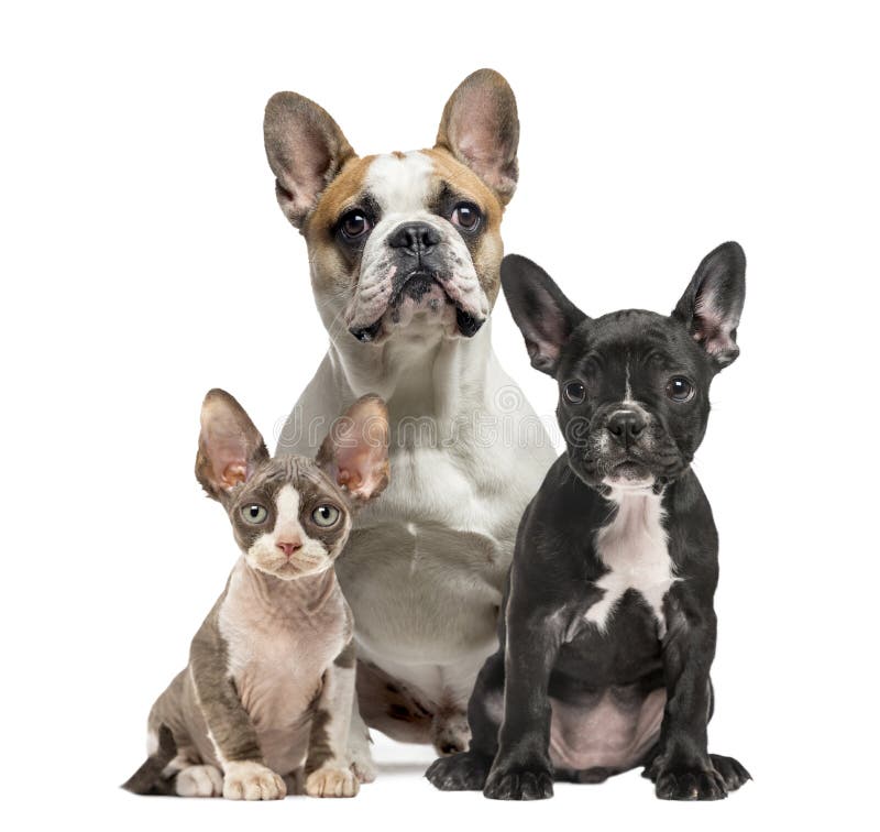 Three Dogs Sitting and Facing the Camera, Isolated Stock Image - Image ...