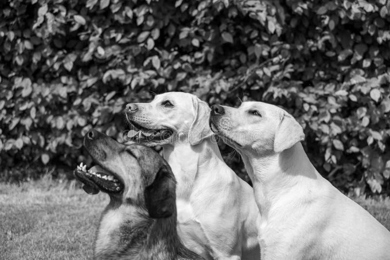 Three Dogs are Sitting in a Grassy Area, with One of Them Being a Brown ...