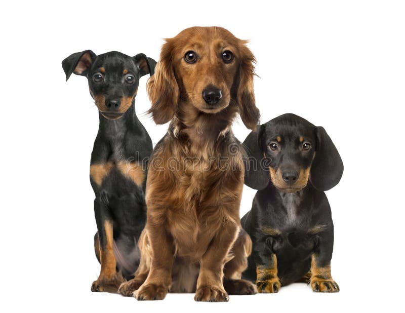 Three Dogs Sitting, Isolated Stock Image - Image of mammal, sitting ...