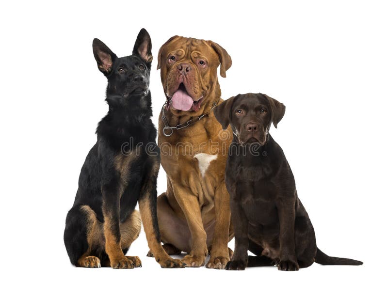 Three Dogs Sitting and Facing the Camera, Isolated Stock Image - Image ...