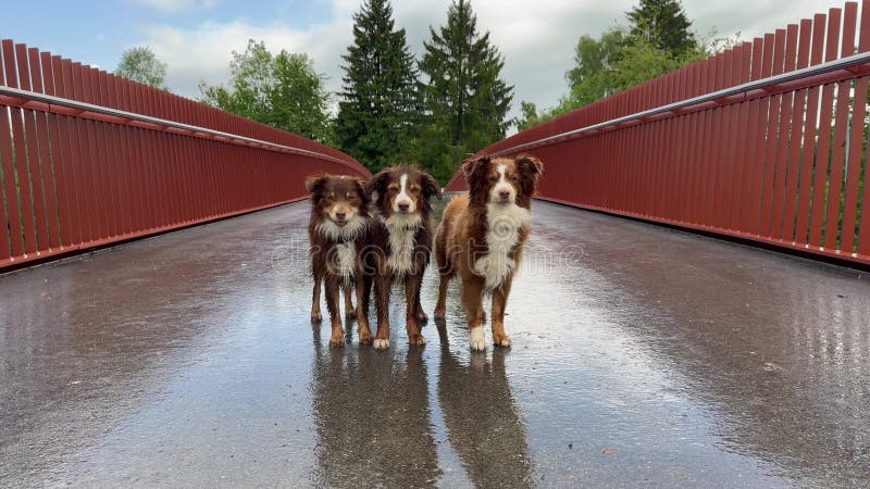Three Dogs Standing on a Bridge Stock Footage - Video of happy, nature ...