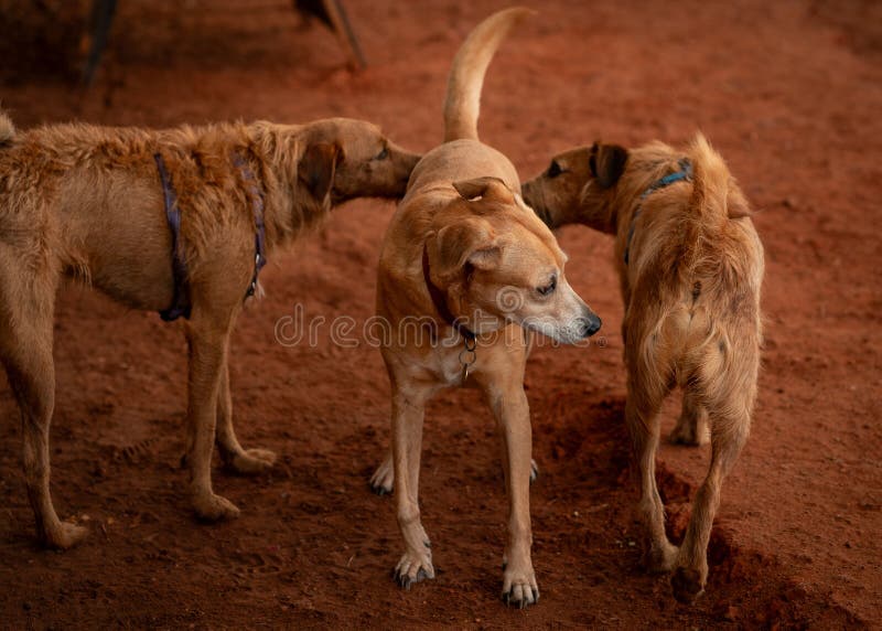 Three Dogs Standing on a Dusty Ground Stock Image - Image of standing ...