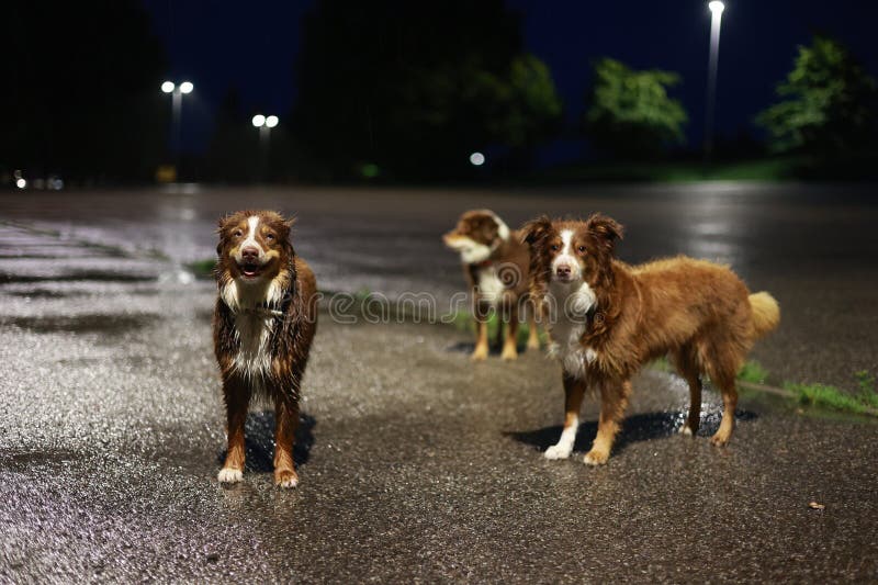 Three Dogs Standing in a Parking Lot at Night Stock Photo - Image of ...