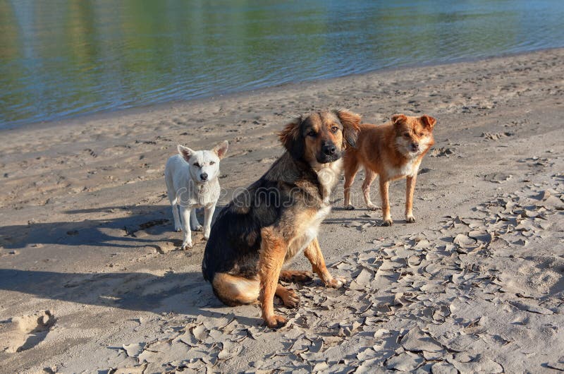 Three Dogs Standing at the Riverside Stock Photo - Image of mammals ...