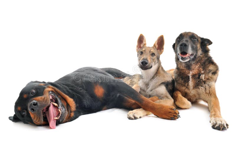 Three guard dogs stock image. Image of guard, doberman - 12029023